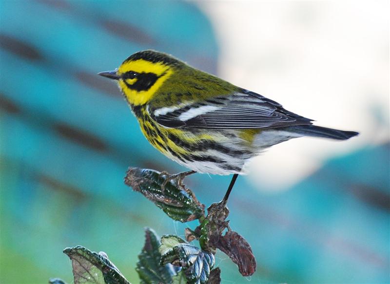 Birds of the Monterey Bay Area